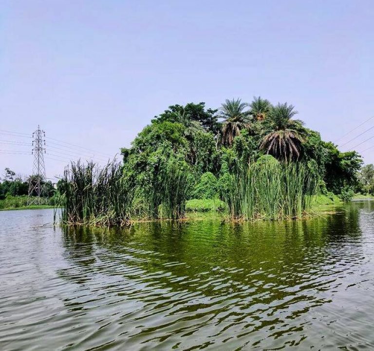 YPL – Yelahanka Bird Habitat